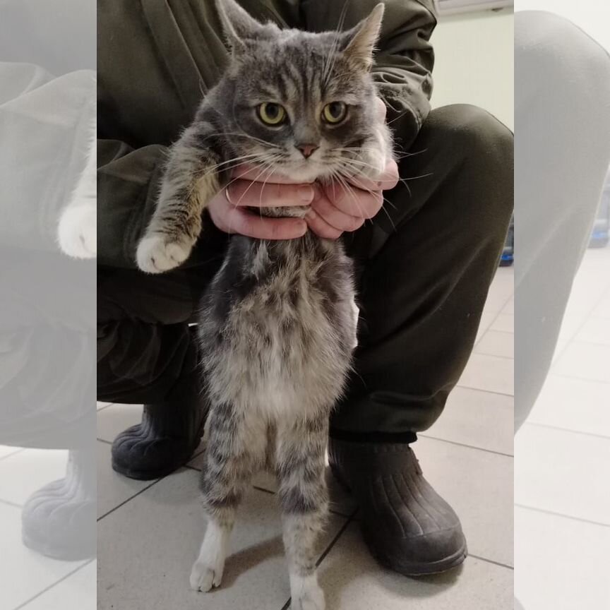 Найден кот