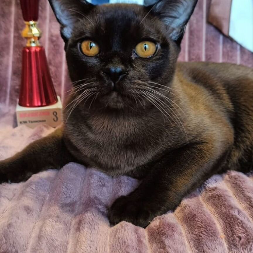 Бурманский кот