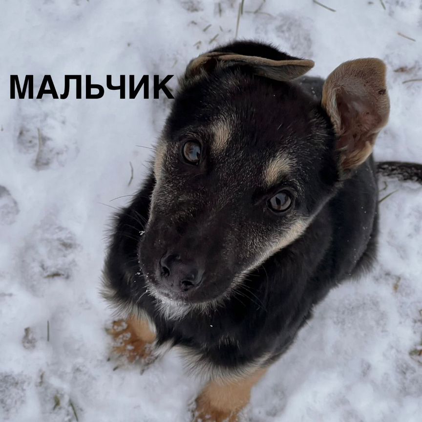 Отдам в добрые руки щенков дворняги