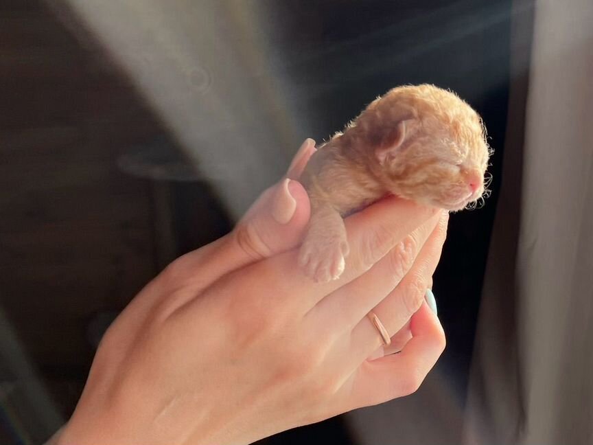 Клубные котята Девон Рекс