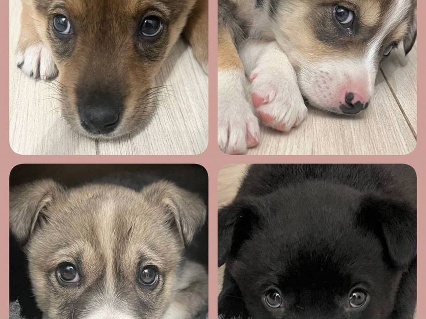 Щенки в добрые руки ищут дом