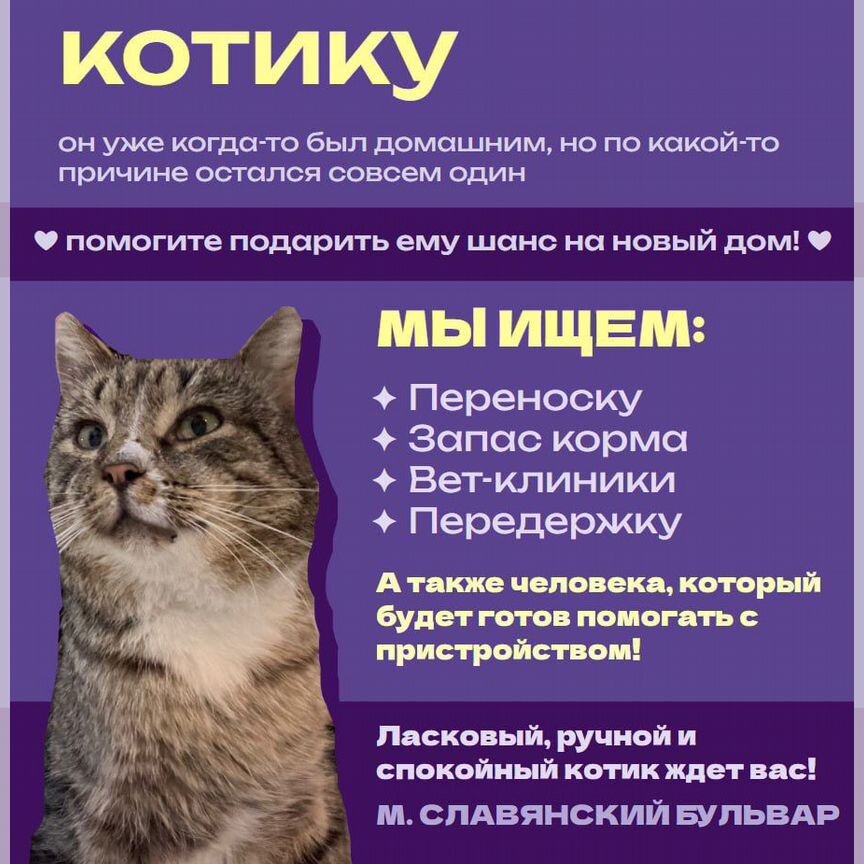 Помогите коту найти дом