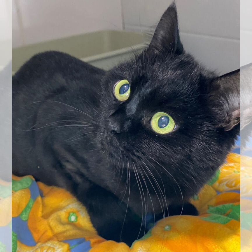 Взрослая кошка в добрые руки