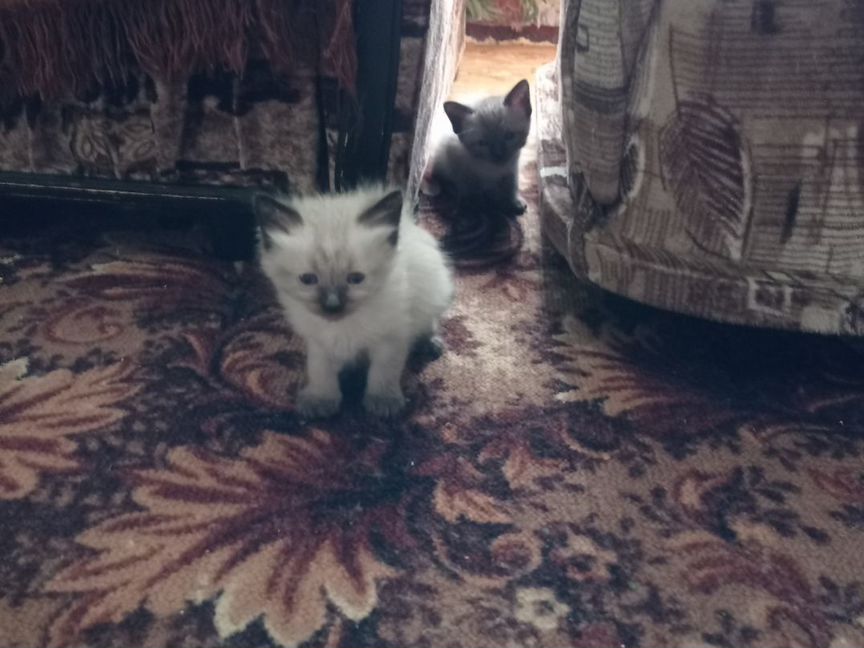 Сиамские котята