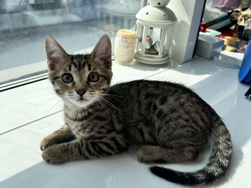 Котенок в добрые руки