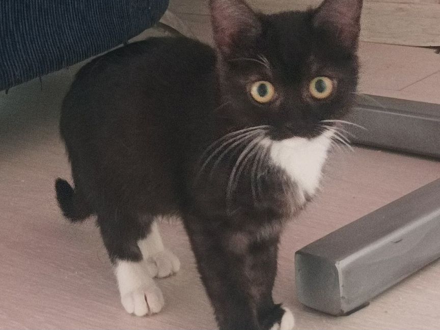 Котята