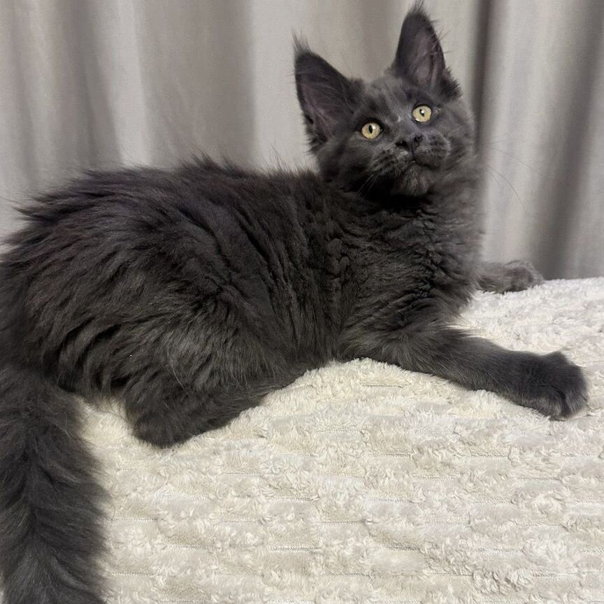 Мейн-кун котёнок