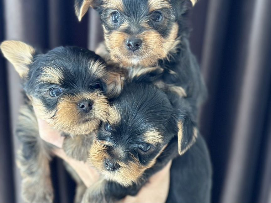 Йоркширский терьер