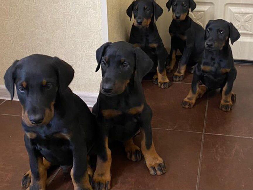 Щенки добермана