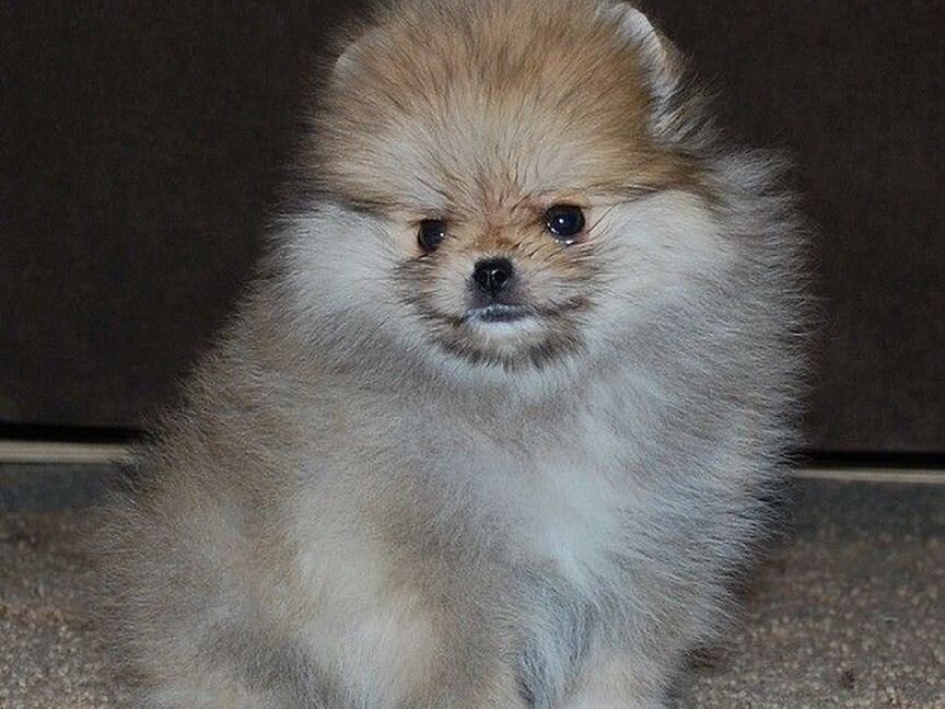 Куражные комочки счастья