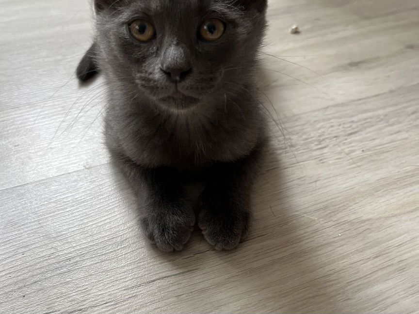 Мальчик вислоушка 3 мес