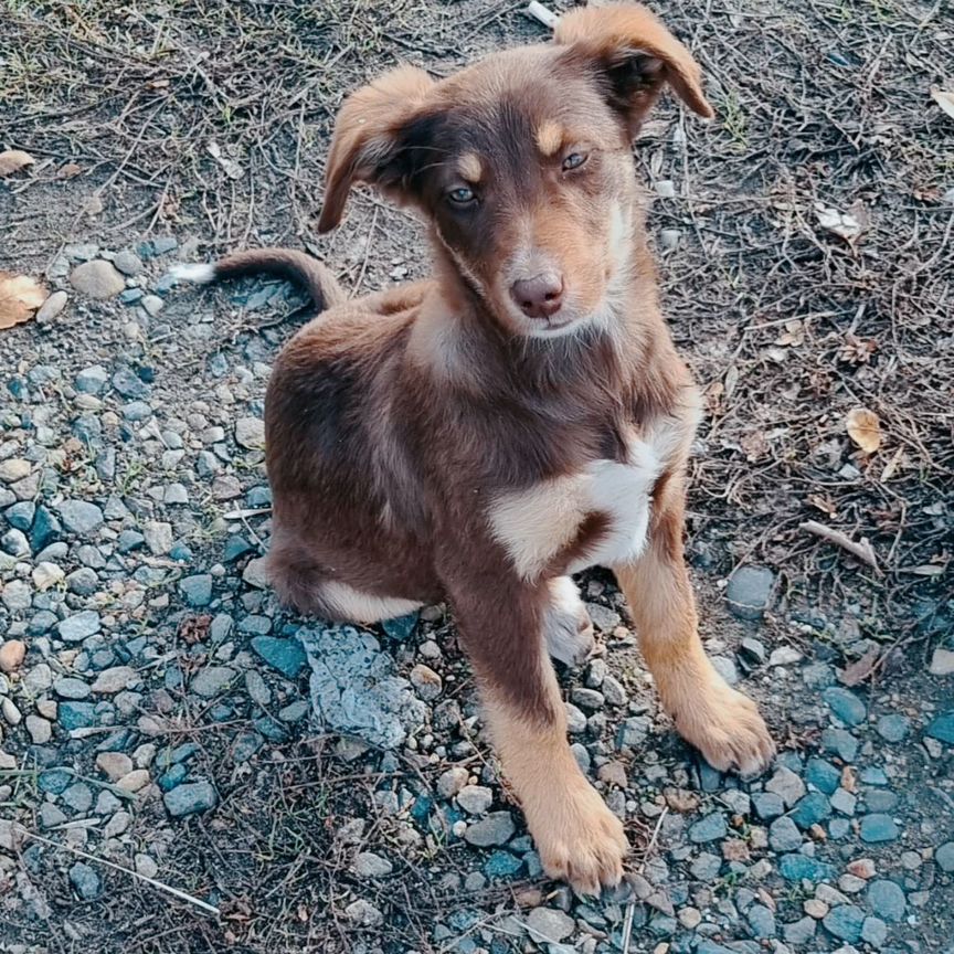 Щенок девочка в добрые руки