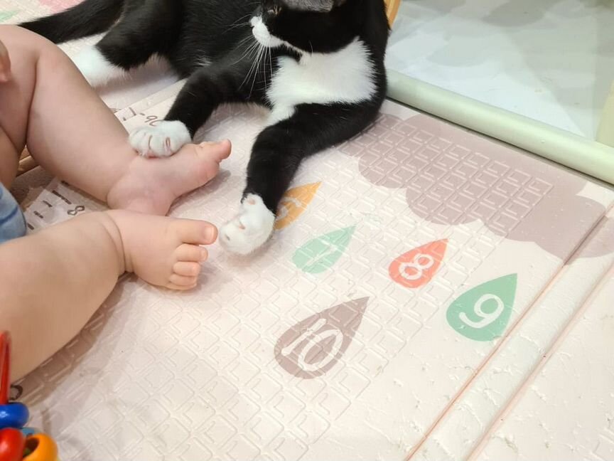 Котята мальчики и трехцветка в добрые руки