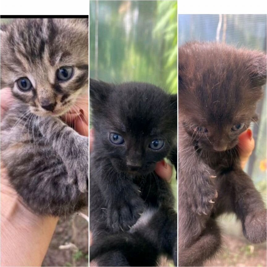 Котята погибнут в СНТ