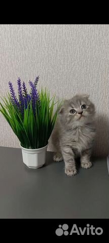 Британские котята