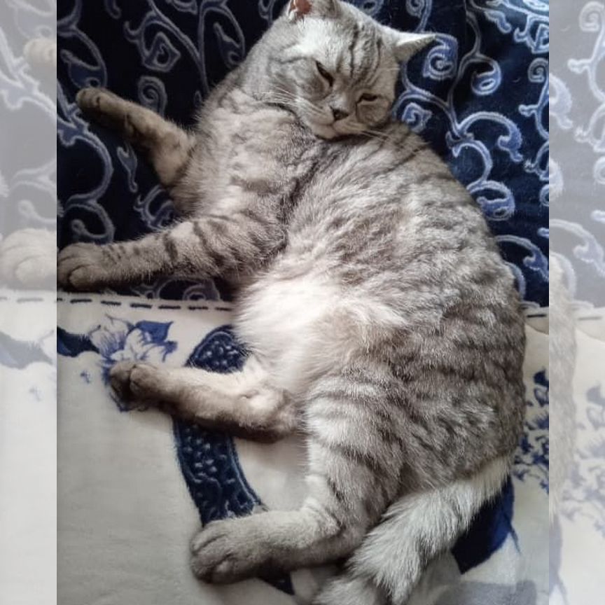 Отдам бесплатно Кота