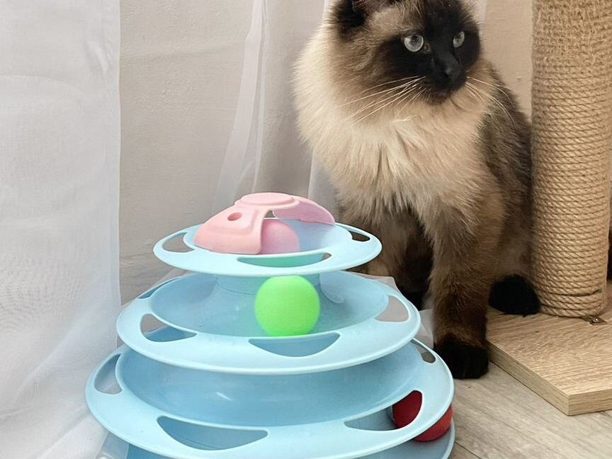 Игрушки для животных