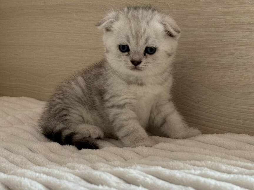Шотландские шиншилловые котята