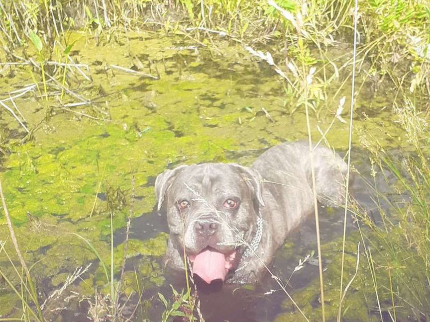 Кане корсо и Немец-вязка. Аюта