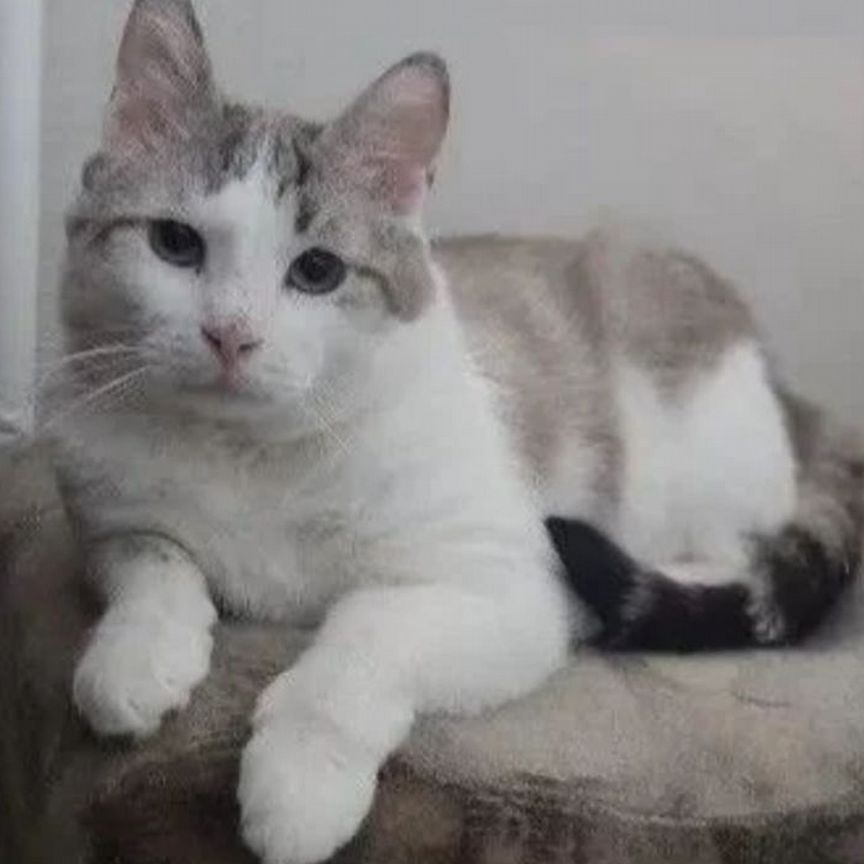 Взрослый кот в добрые руки