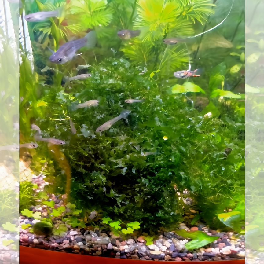 Ломариопсис