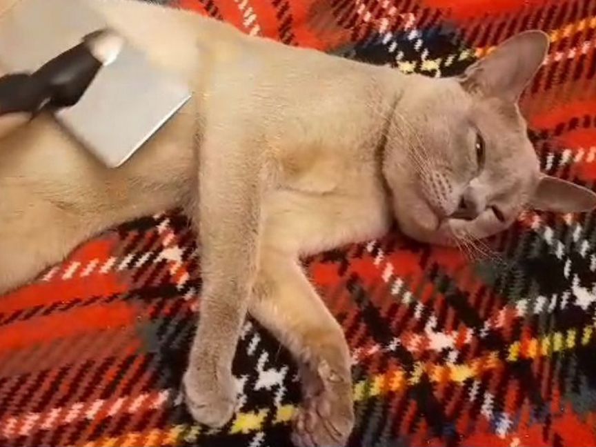 Бурманский кот Нарцисс. Не кастрат