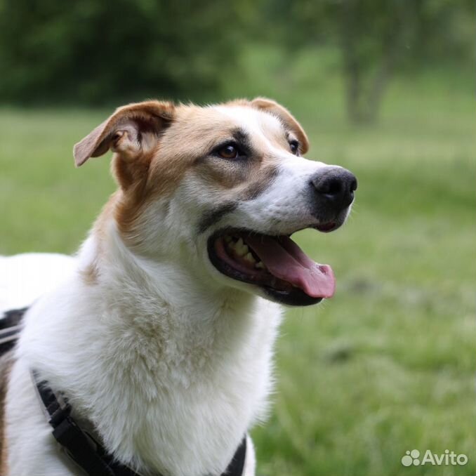 Купер умоляет его спасти из приюта