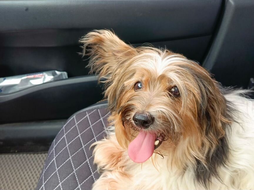 Собаки бесплатно