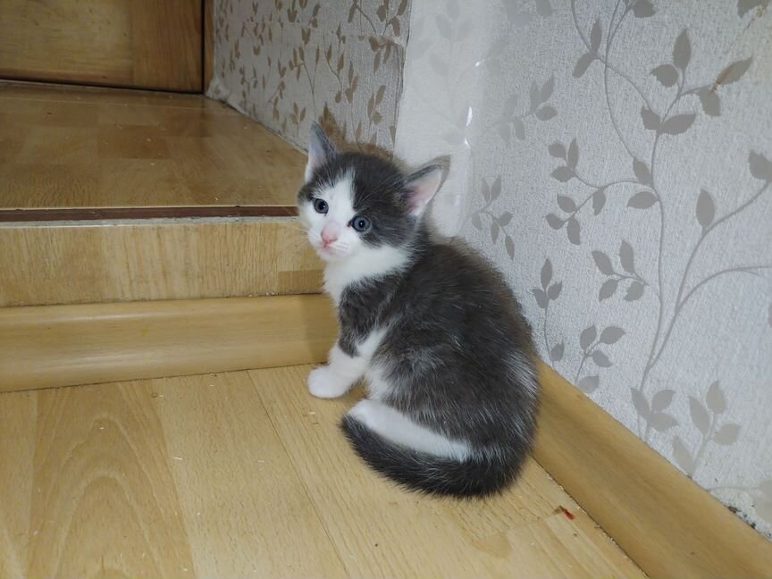 Кошки в добрые руки