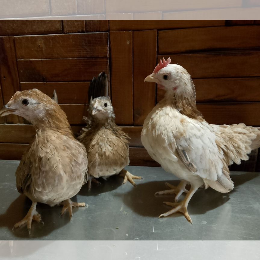 Малазийская серама