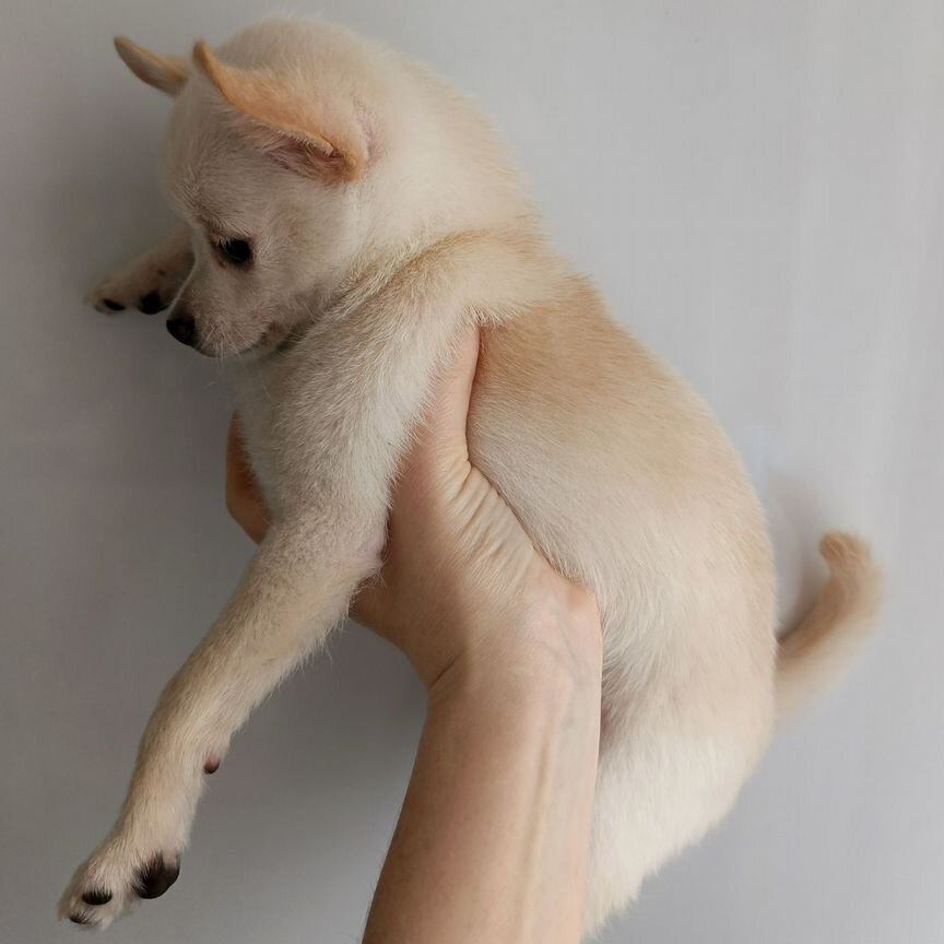 Русский той-терьер, щенок