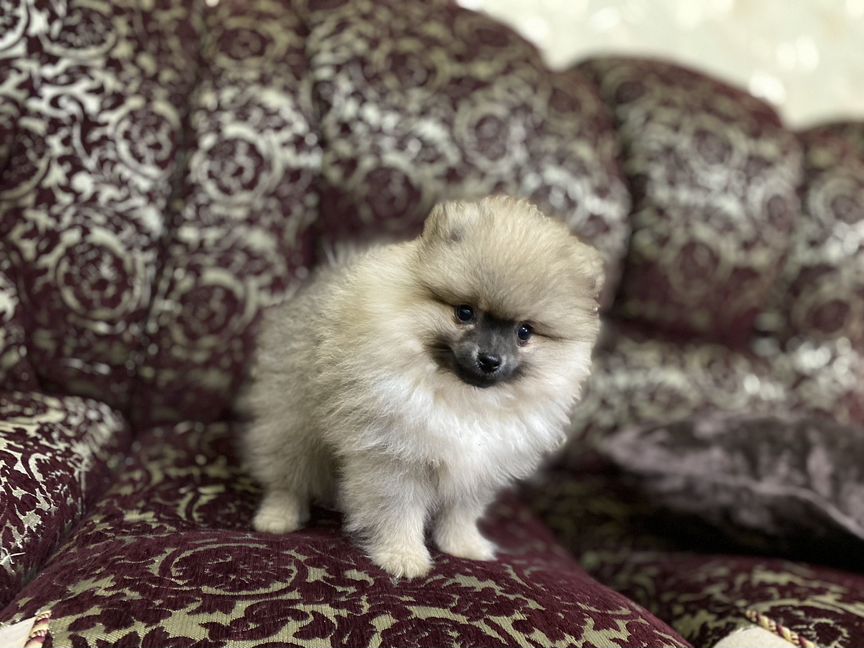 Померанский шпиц мини мальчик