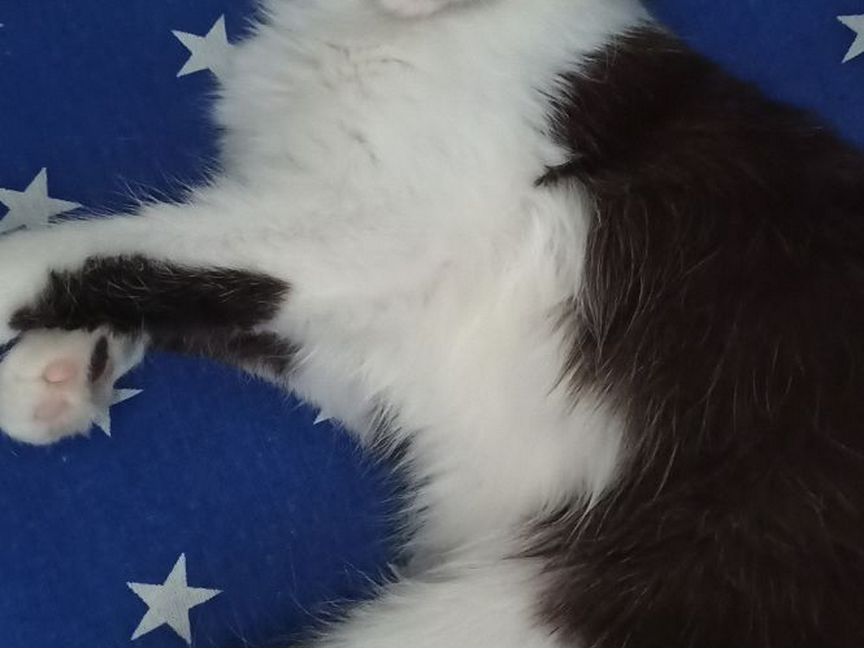 Кошка