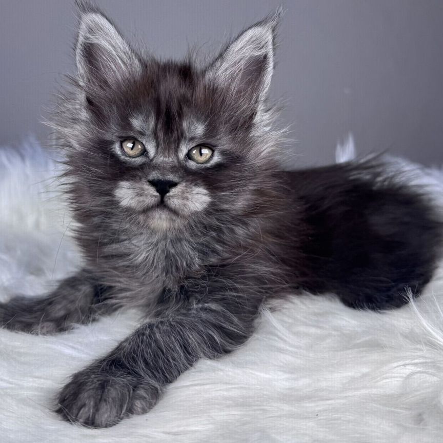 Мейн-кун котёнок