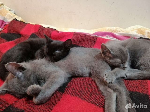 Котята очень хотят в новый дом
