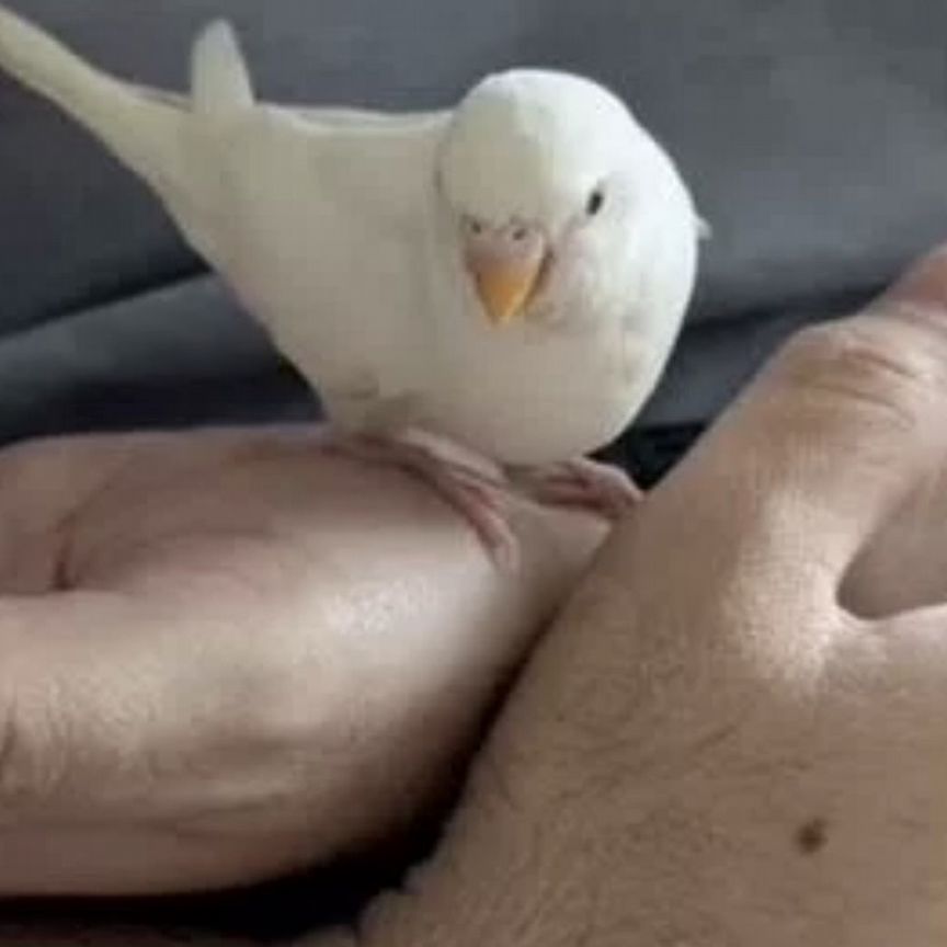 Волнистый попугай домашний