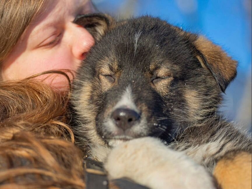 Щенок с Байкала в дар (Байкал)