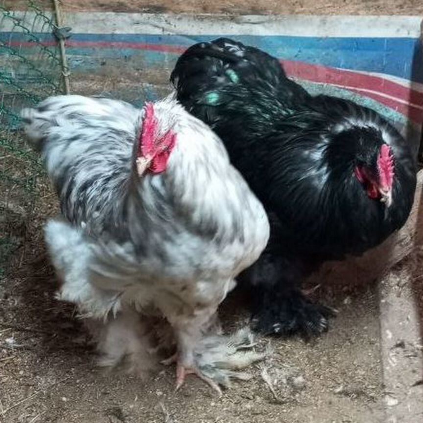 Домашние молодые петухи