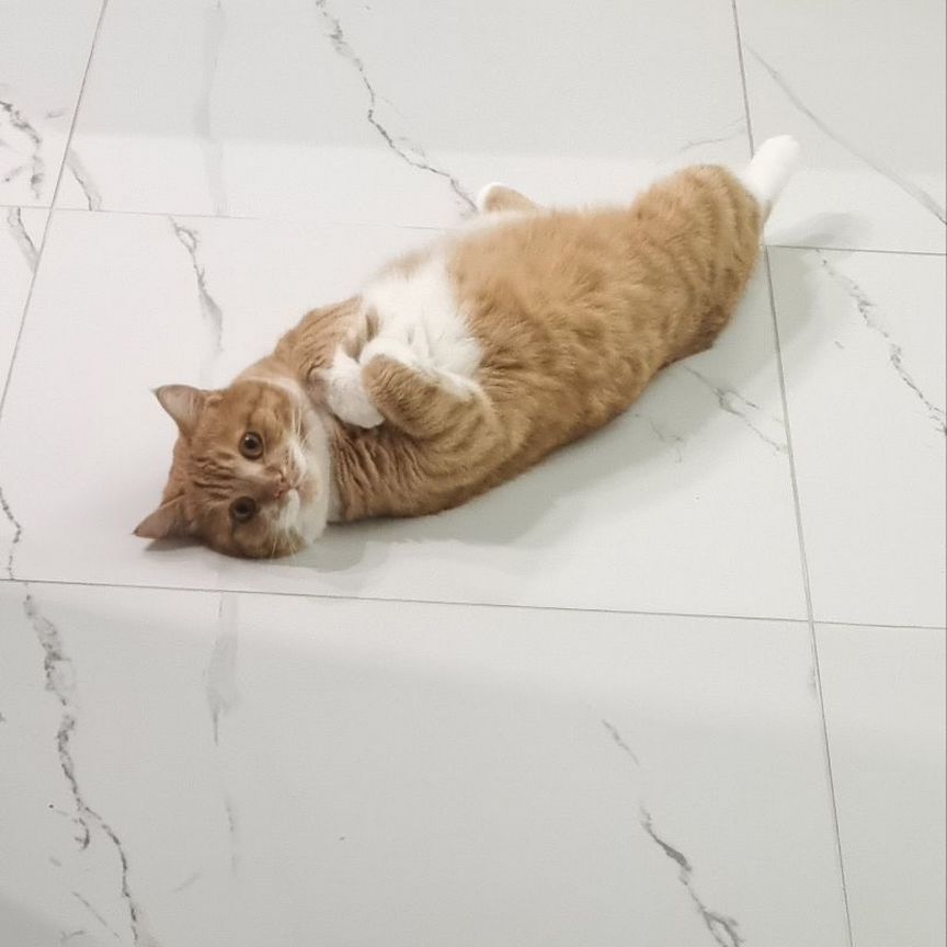 Отдам кота в добрые руки