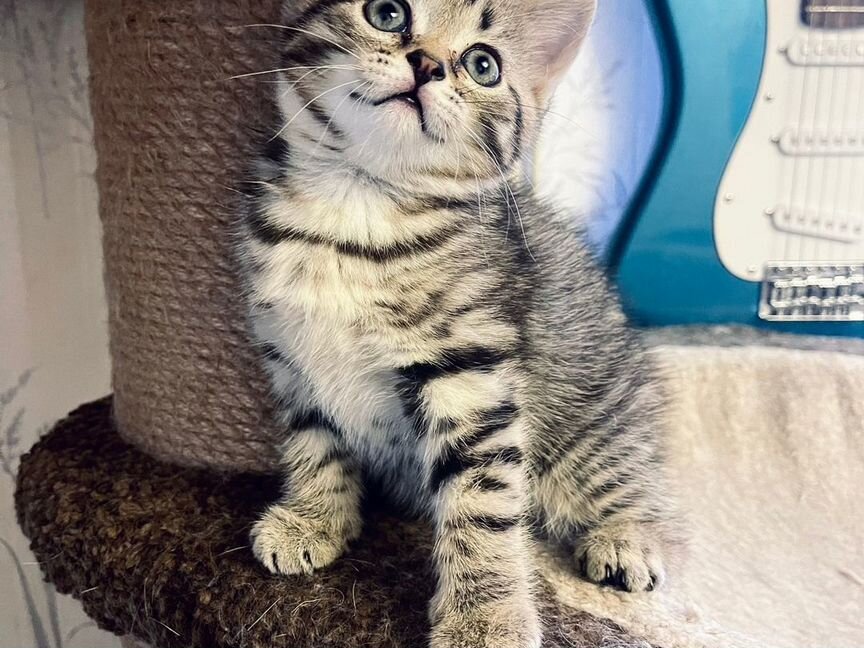 Отдам в добрые руки котят