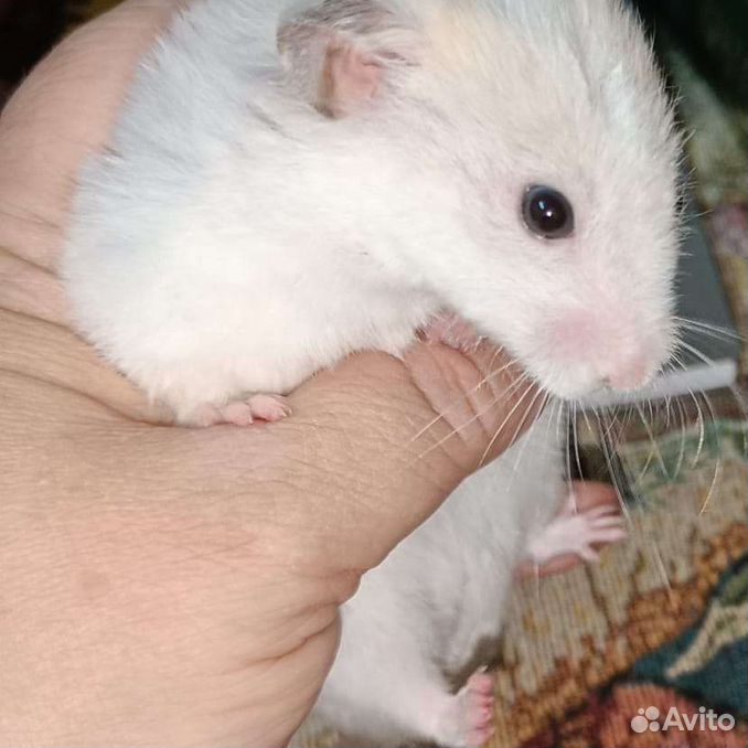 Сирийский хомяк, мальчик, 4 месяца