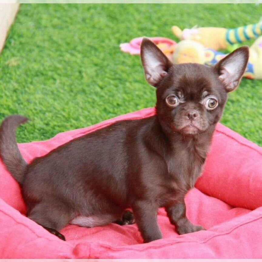 Чихуахуа, шоколадная девочка