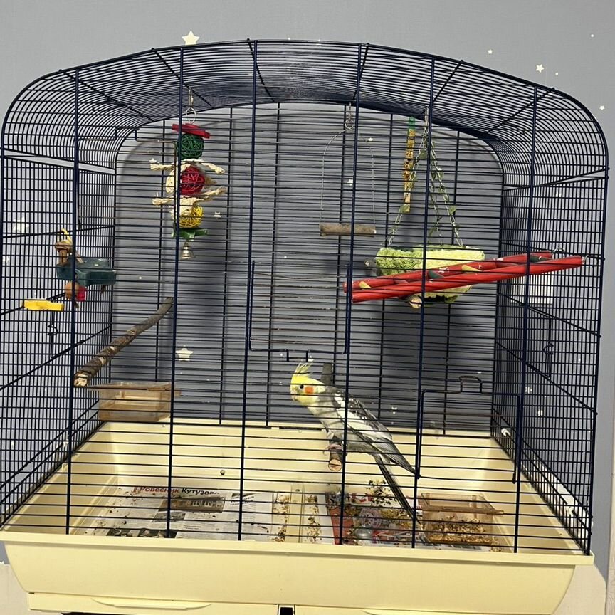 Попугай корелла с клеткой