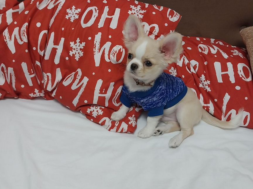 Собаки чихуахуа щенок бесплатно