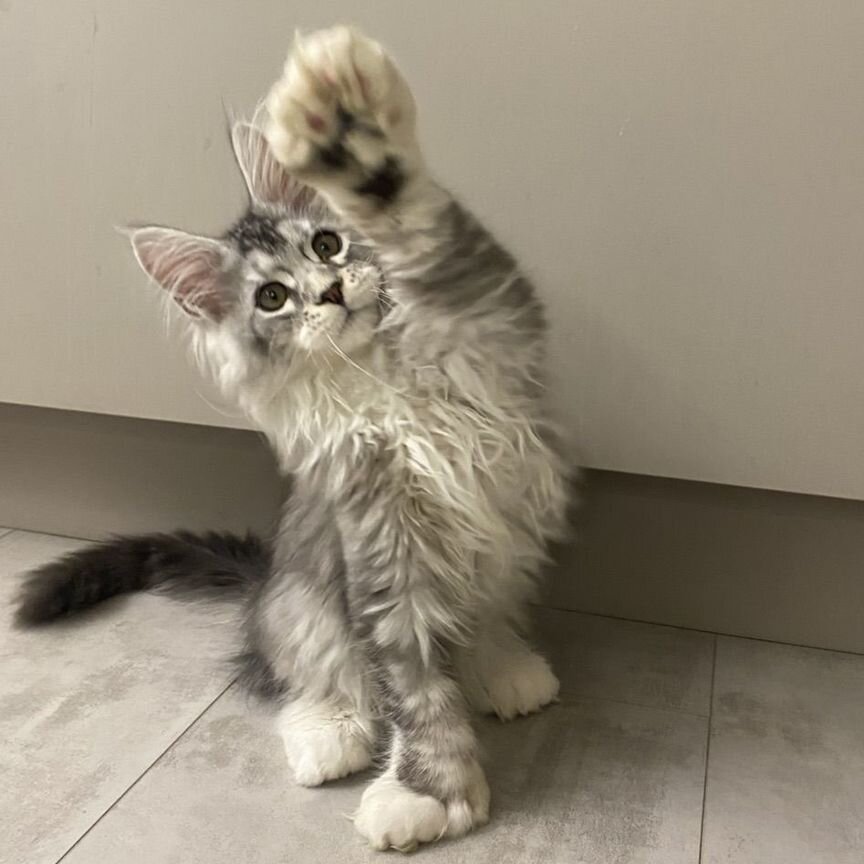 Кот мэйнкун вязка