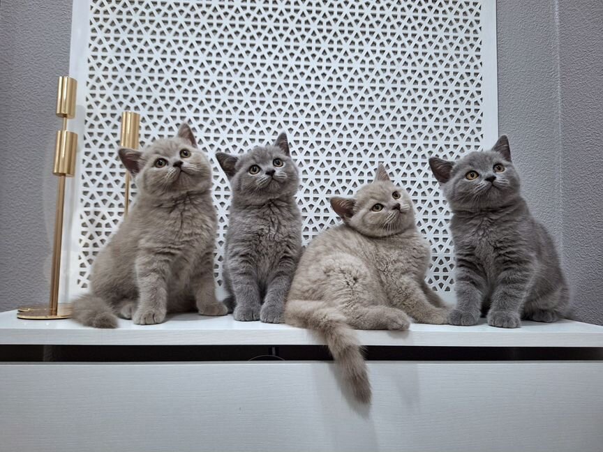 Британская