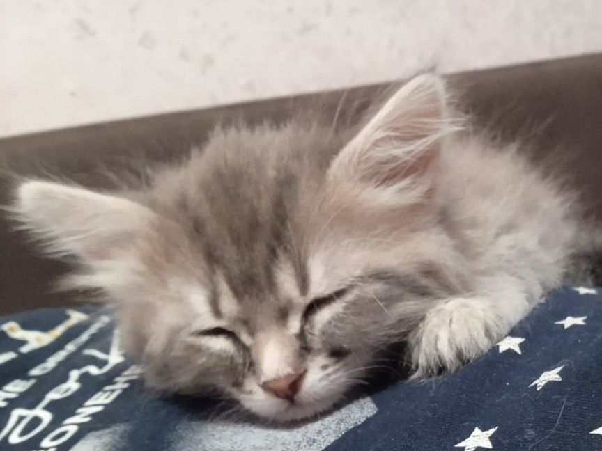 Котята серенькие