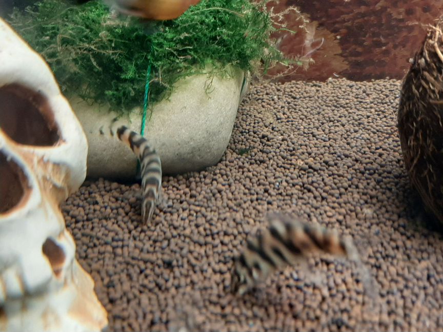 Боции мраморные