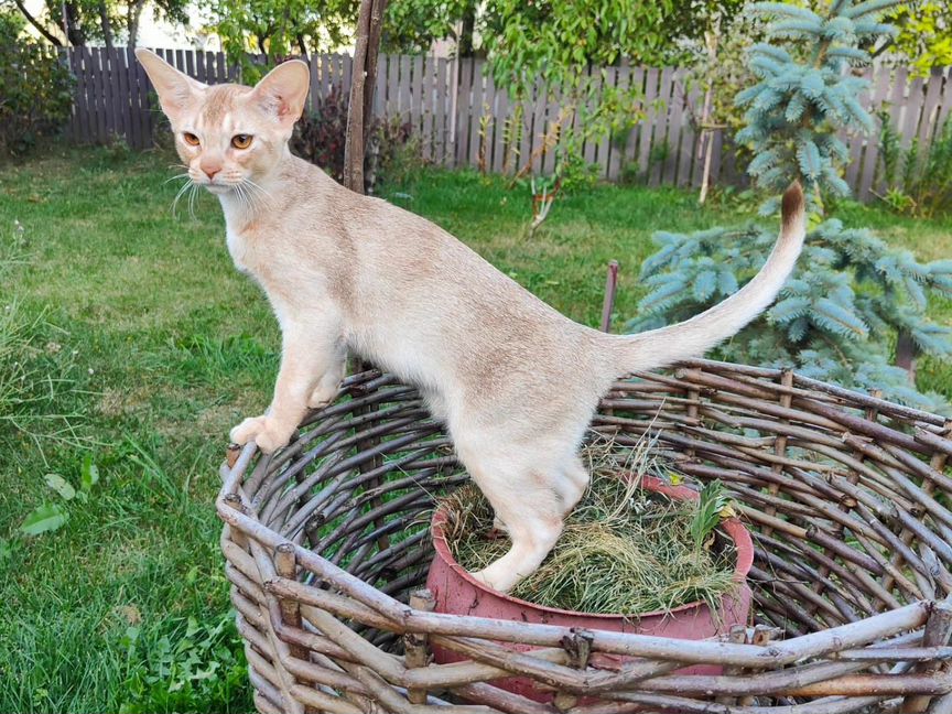 Абиссинские кот редкого окраса