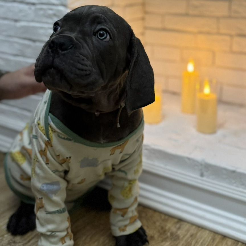 Кане-корсо, щенок